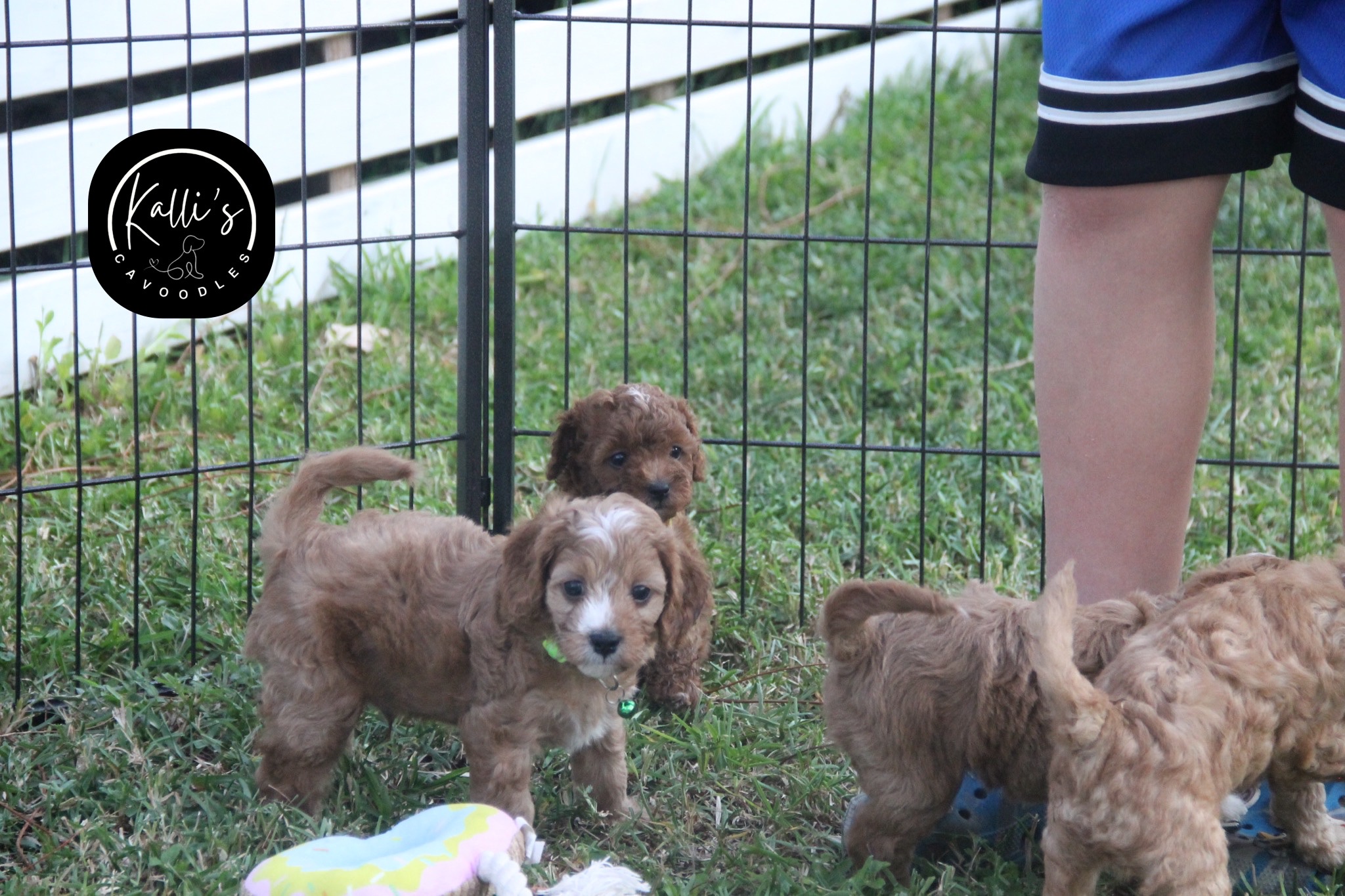 Cavoodle - Brisbane - PetsForHomes